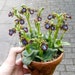 Unique Bee Looking Terrestrial Orchids : Ophrys Vernixia 100 - Etsy
