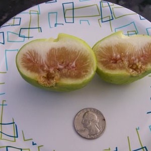 Collection of 10 Rare Fig (ficus Carica) Varieties SEEDS for Planting ...