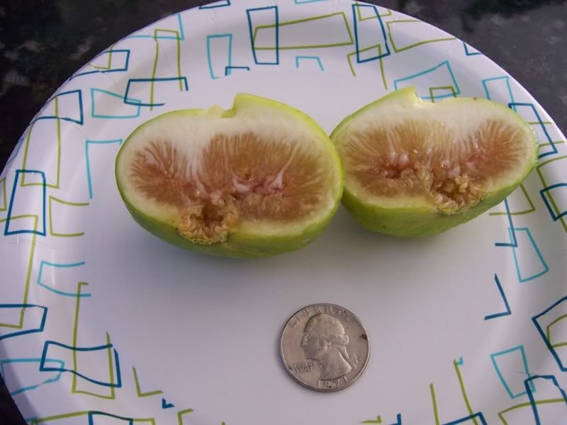 Collection of 10 Rare Fig (ficus Carica) Varieties SEEDS for Planting ...