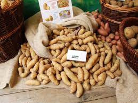 World Best Tasting Potato/ La Ratte French Authentic Ancient - Etsy