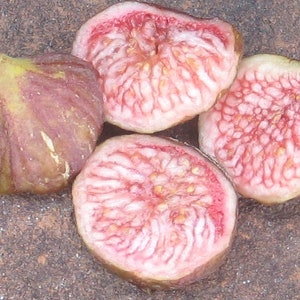 Collection of 10 Rare Fig (ficus Carica) Varieties SEEDS for Planting ...