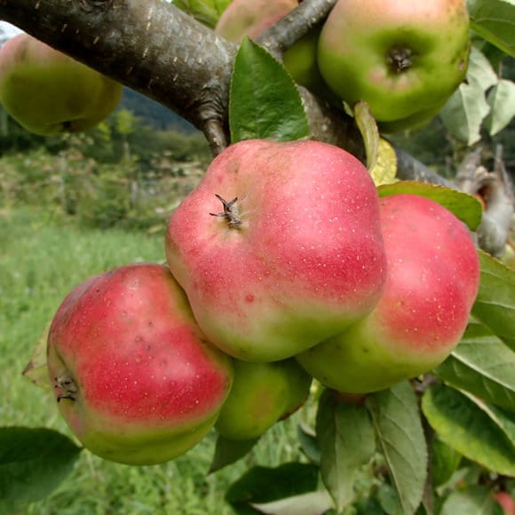 Star Shaped Api Etoile Apple - Malus Domestics Sp. - 10 Fresh Seed of ...