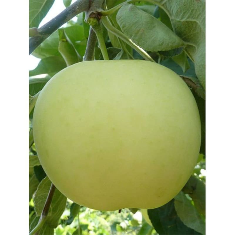 Transparent Apple Tree - Etsy