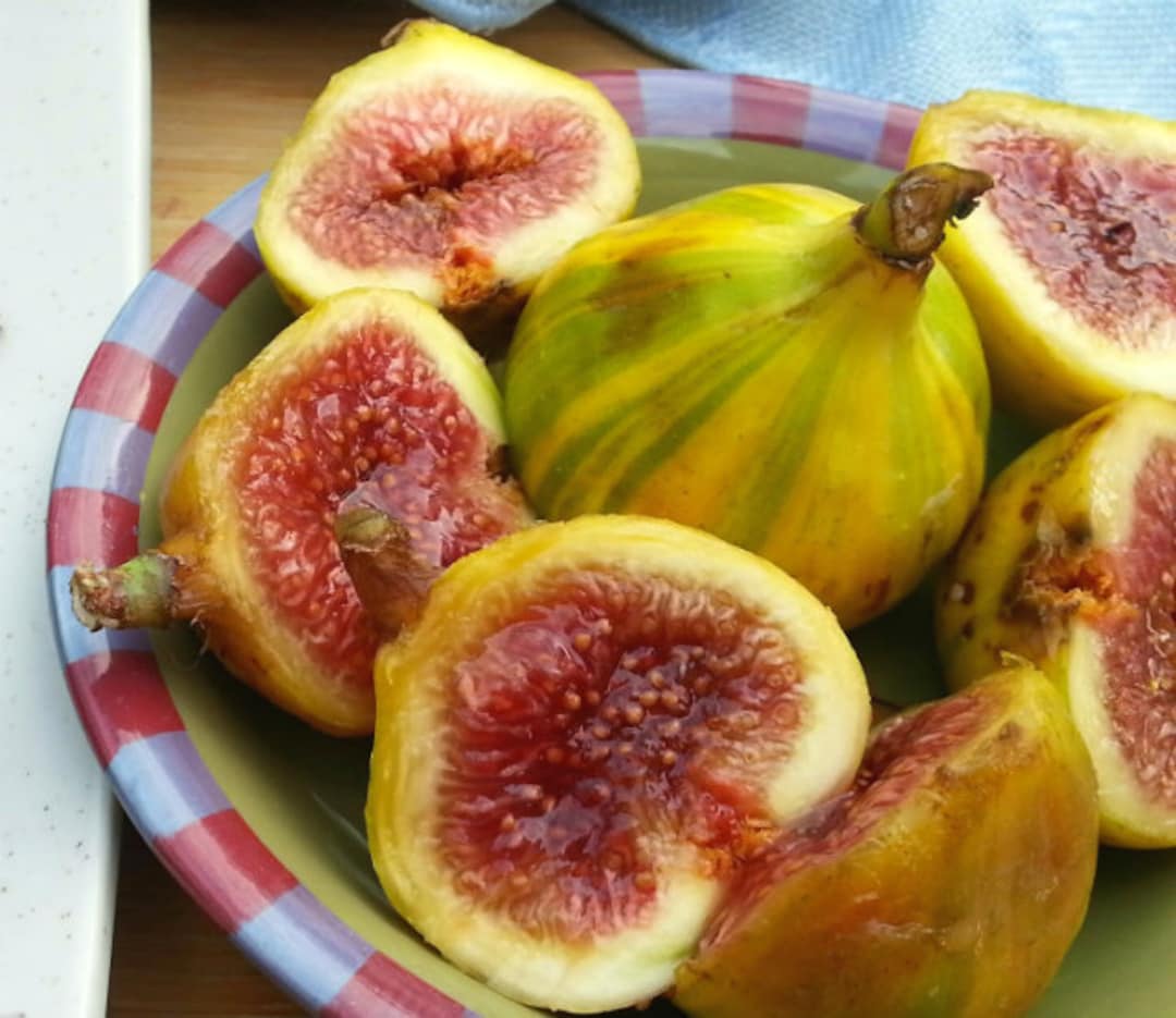 Collection of 10 Rare Fig (ficus Carica) Varieties SEEDS for Planting ...