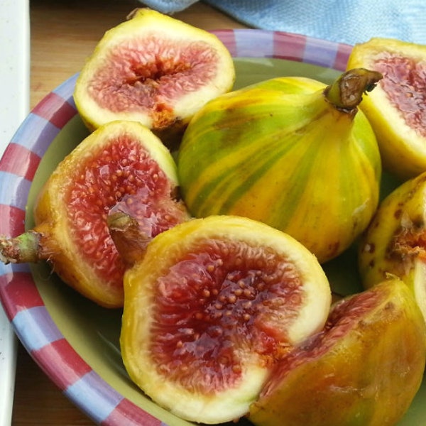 Fig Cuttings - Etsy Canada