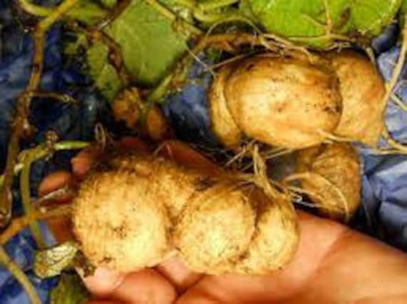 Out of Africa : Edible Roots . Ultra Rare Seeds of Anchote 5 - Etsy