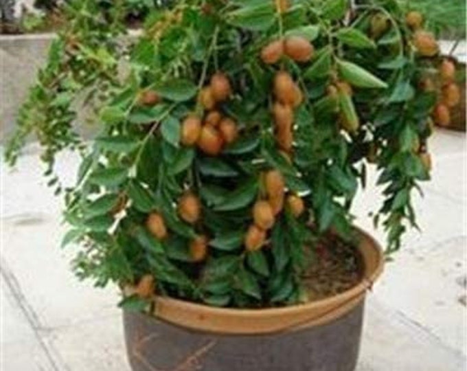 The Pink Koshu Grapes of Japan yamanashi 7 Fresh Seeds , Already ...