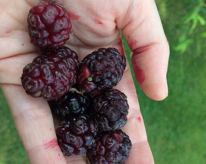 The Pink Koshu Grapes of Japan (yamanashi ) > 7 Fresh Seeds , Already ...