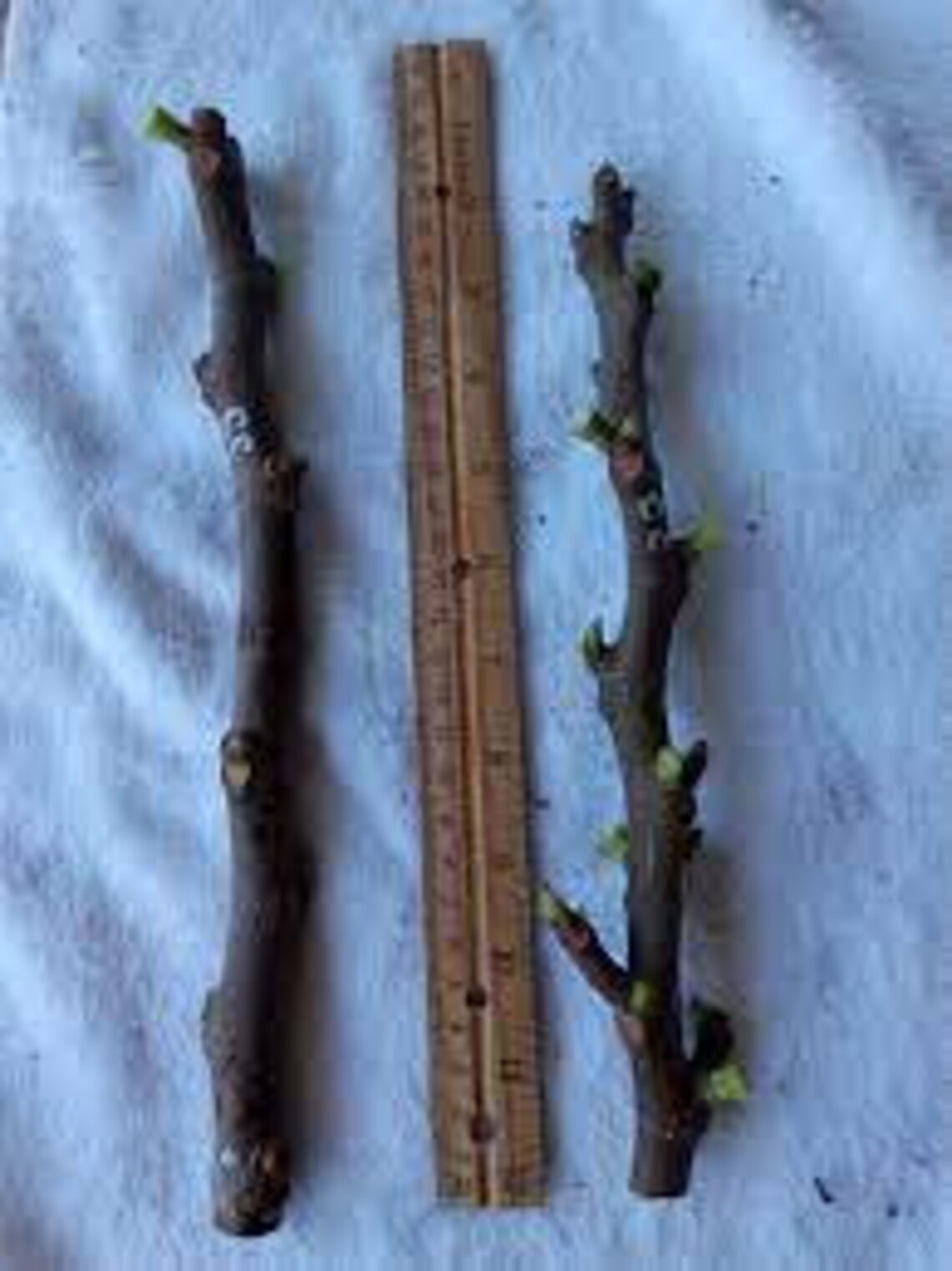 RARE Japan Kurume Kuromitsu Fig > Ficus Carica Sp. Kuromitsu > 2 Fresh ...