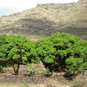 Canarius Hardy Mango > GOMERA Mango > 1 Very Fresh Seed for Planting ...