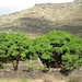 Canarius Hardy Mango > GOMERA Mango > 1 Very Fresh Seed for Planting ...
