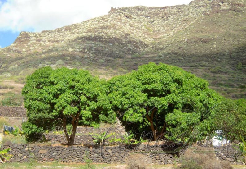Canarius Hardy Mango > GOMERA Mango > 1 Very Fresh Seed for Planting ...