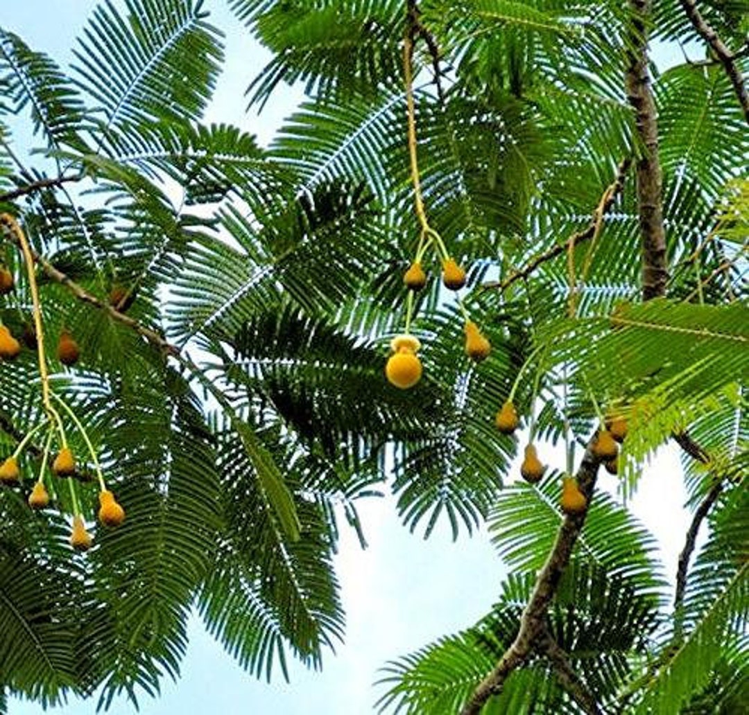 Parkia Roxburghii Tasty and Highly Ornamental 2 Xl Fresh Seeds - Etsy ...