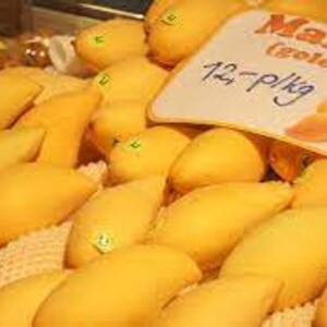 Golek Mango (indonesia Variety) Fruit Seed for Planting > 1 Fresh Seed ...