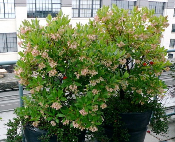 Arbutus Unedo Compacta Dwarf Strawberry Tree