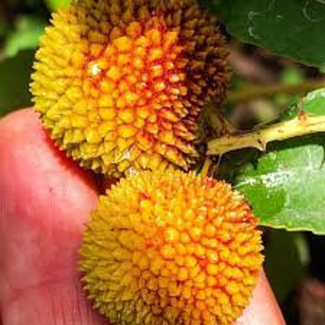 Arbutus Unedo compacta , Extra/dwarf Strawberry Tree / 10 Fresh Seeds ...