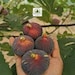 RARE Japan Kurume Kuromitsu Fig > Ficus Carica Sp. Kuromitsu > 2 Fresh ...