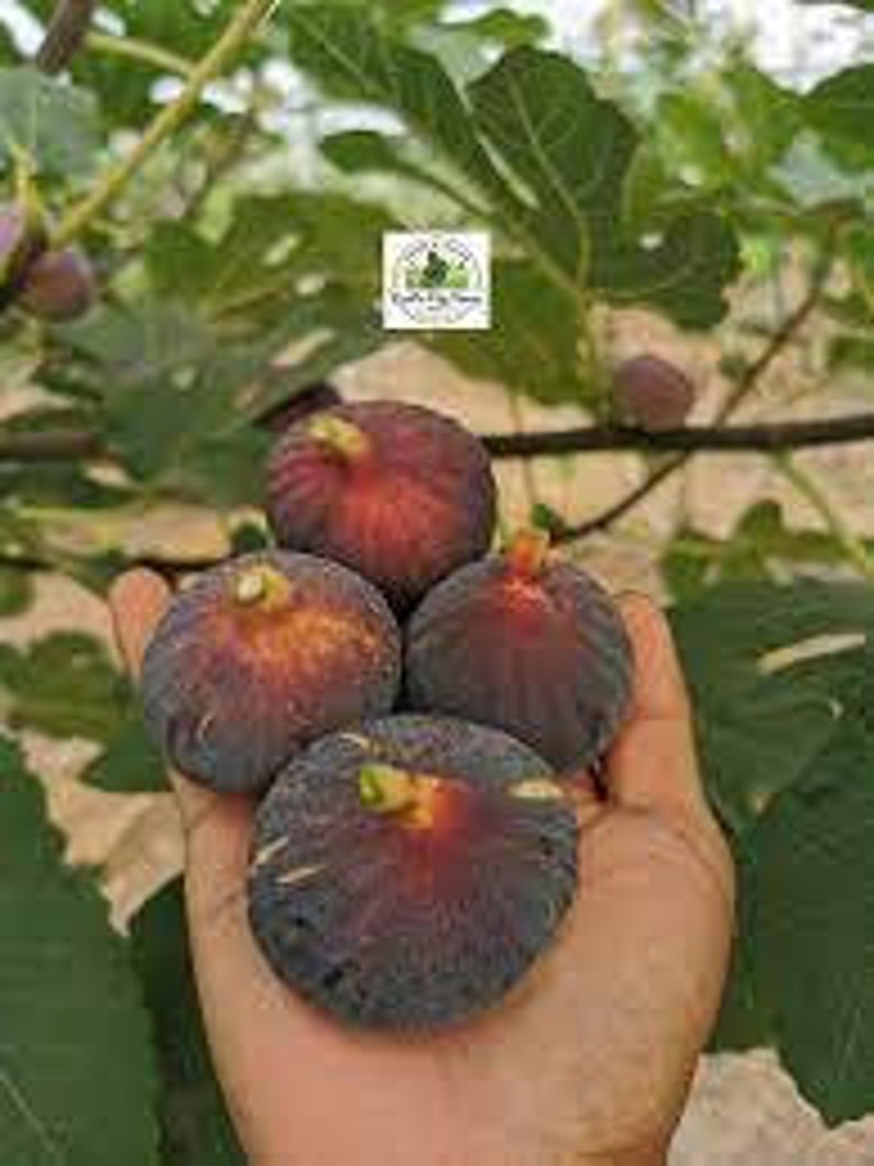 RARE Japan Kurume Kuromitsu Fig > Ficus Carica Sp. Kuromitsu > 2 Fresh ...