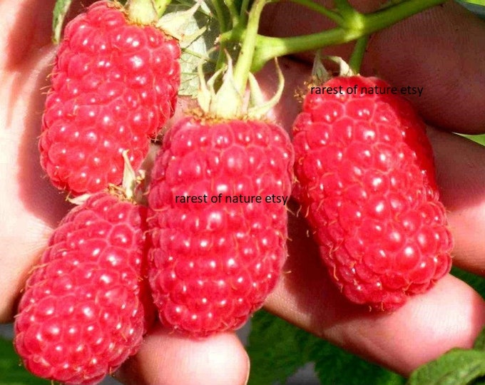 Japan Kurume Kuromitsu Fig Ficus Carica Sp. Kuromitsu 15 Fresh Seeds ...