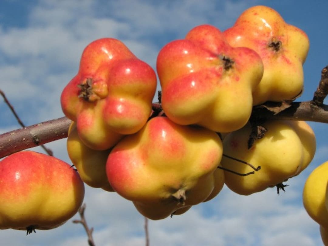 Star Shaped Api Etoile Apple Malus Domestics Sp. 10 Fresh Seed of Star ...