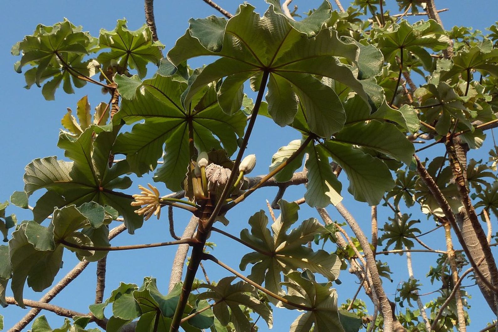 Beautiful Cecropia Peltata Trumpet-tree 6 Fresh Seeds Fro - Etsy UK