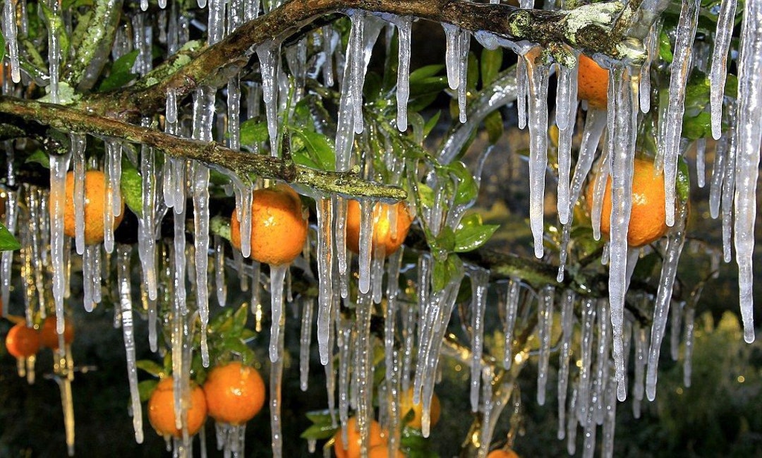 HARDY CITRUS reticulata Honey CHANGSHA Mandarin 10 frische Samen - Etsy.de