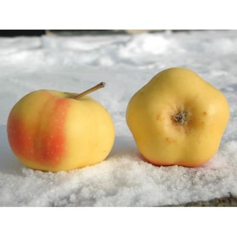 Star Shaped Api Etoile Apple - Malus Domestics Sp. - 10 Fresh Seed of ...