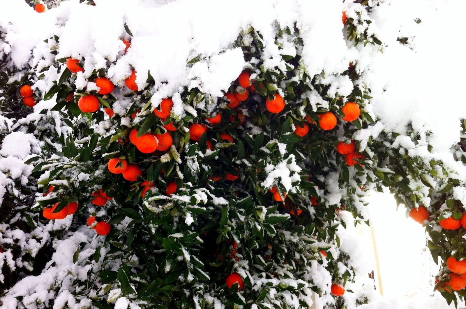 HARDY CITRUS reticulata Honey CHANGSHA Mandarin 10 frische Samen - Etsy.de