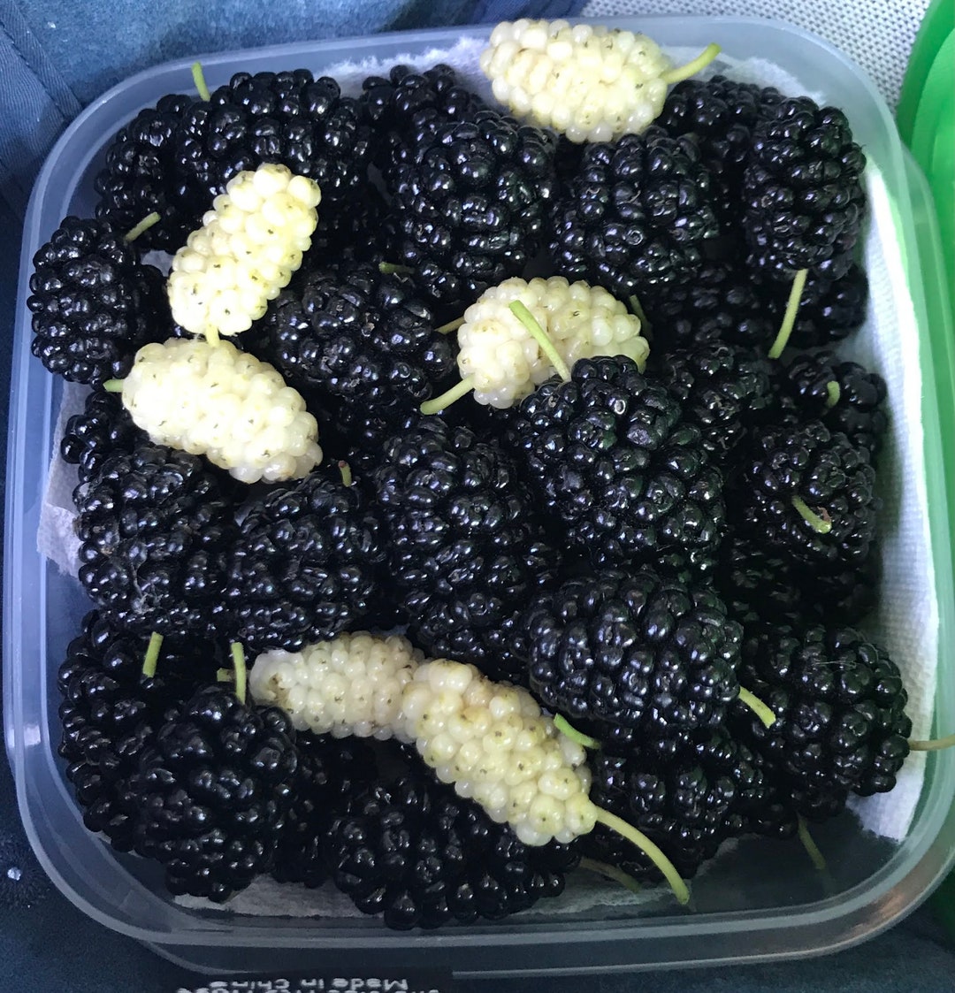 Morus Miss Kim Mulberry 3 Fresh Scionwood Cuttings for Easy Rooting - Etsy