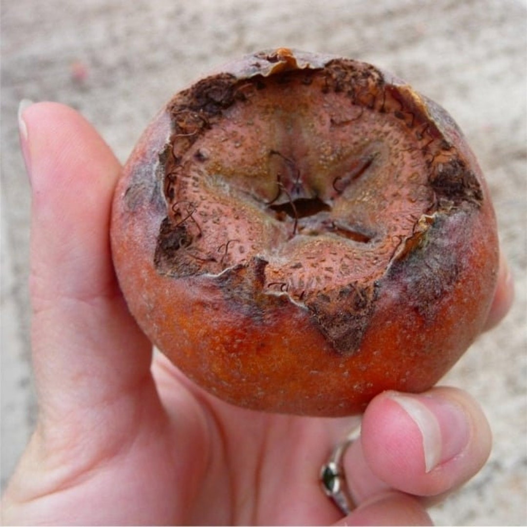 Néflier (Mespilus germanica) > GÉANT HOLLANDAIS Fruits oubliés > moches ...