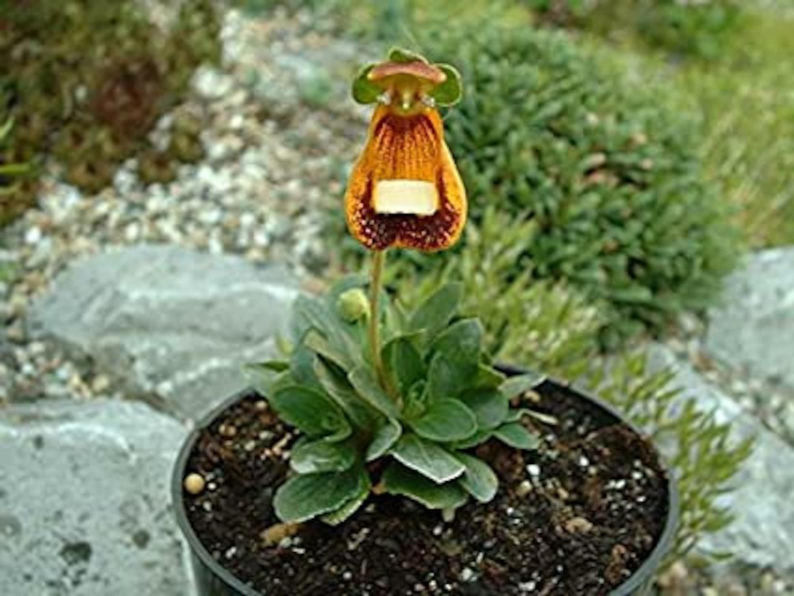 Calceolaria Uniflora Darwins Slipper Darwins Slipper - Etsy Canada
