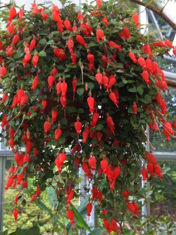 Unique seeds offer Large collection of rare seeds 10 types | Etsy