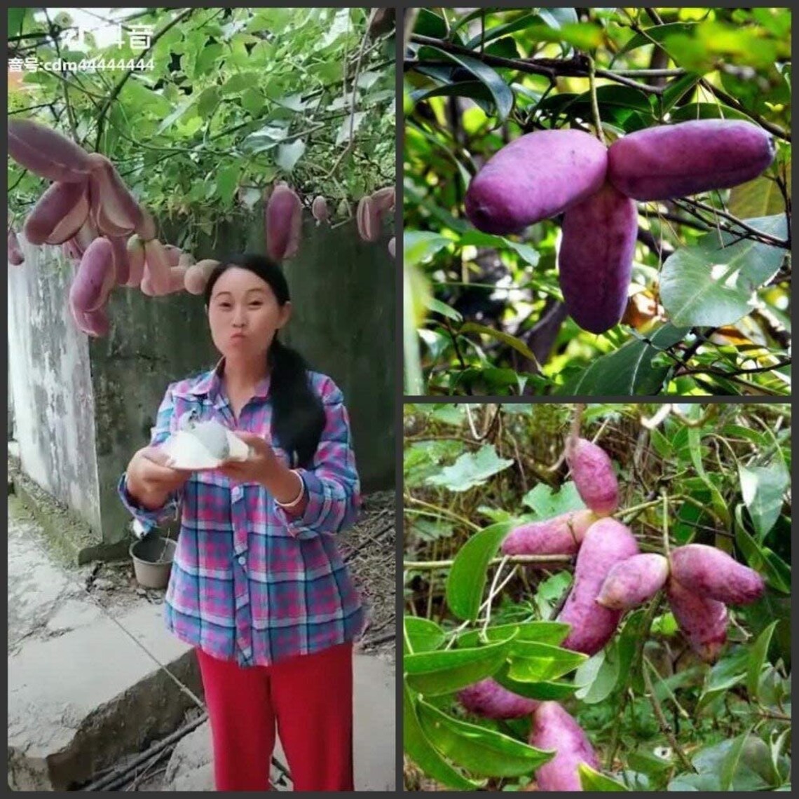 Fruit Holboellia Latifolia - Sausage Vine - 3 Seeds for Sowing - Etsy