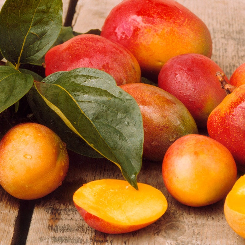 Mango is a Simple Fruit - Etsy Canada