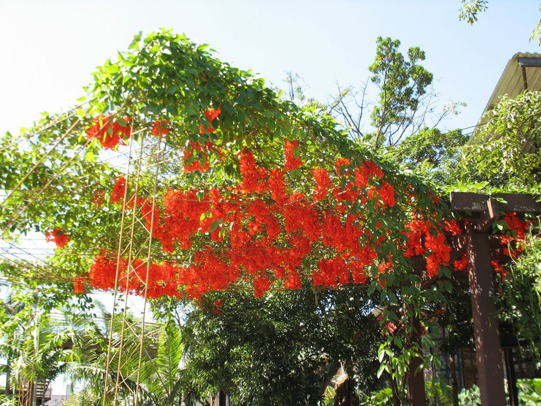 Mucuna Bennettii Red Jade Vine 1 Fresh Seed of Red Jade - Etsy Australia
