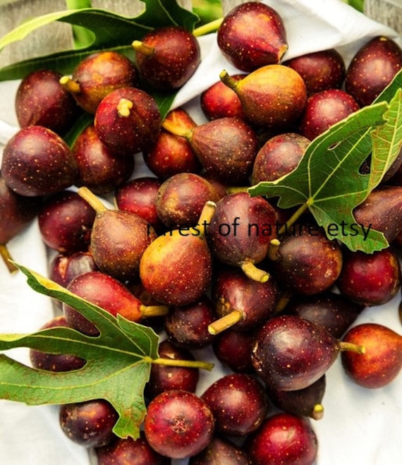 Little Miss Figgy Dwarf Fig 10 Fresh Seeds for Planting - Etsy Canada
