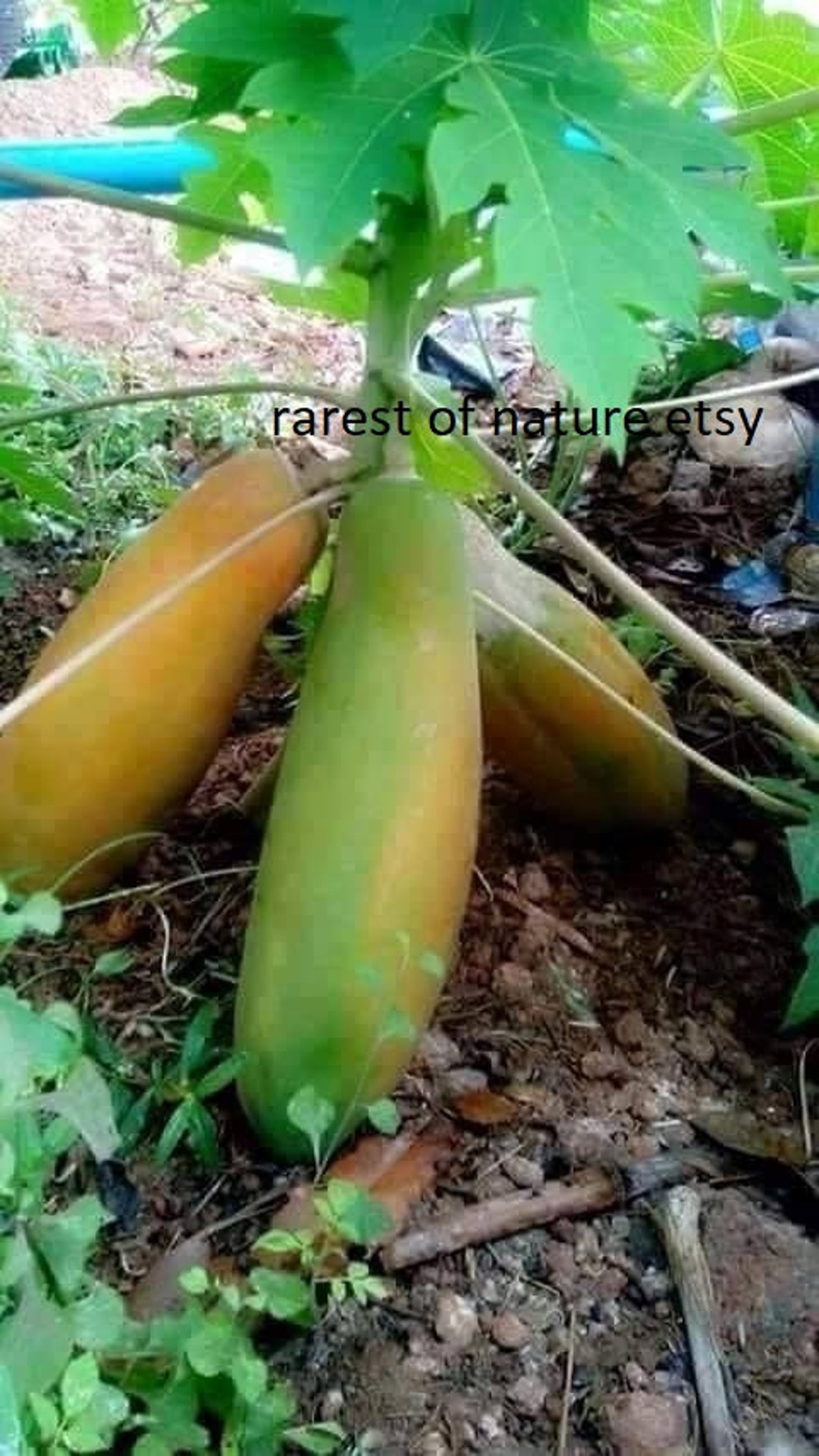 Giant Papaya MAMAO Thai Extra Dwarf Long Fruit > 10 SEEDS for Planting ...
