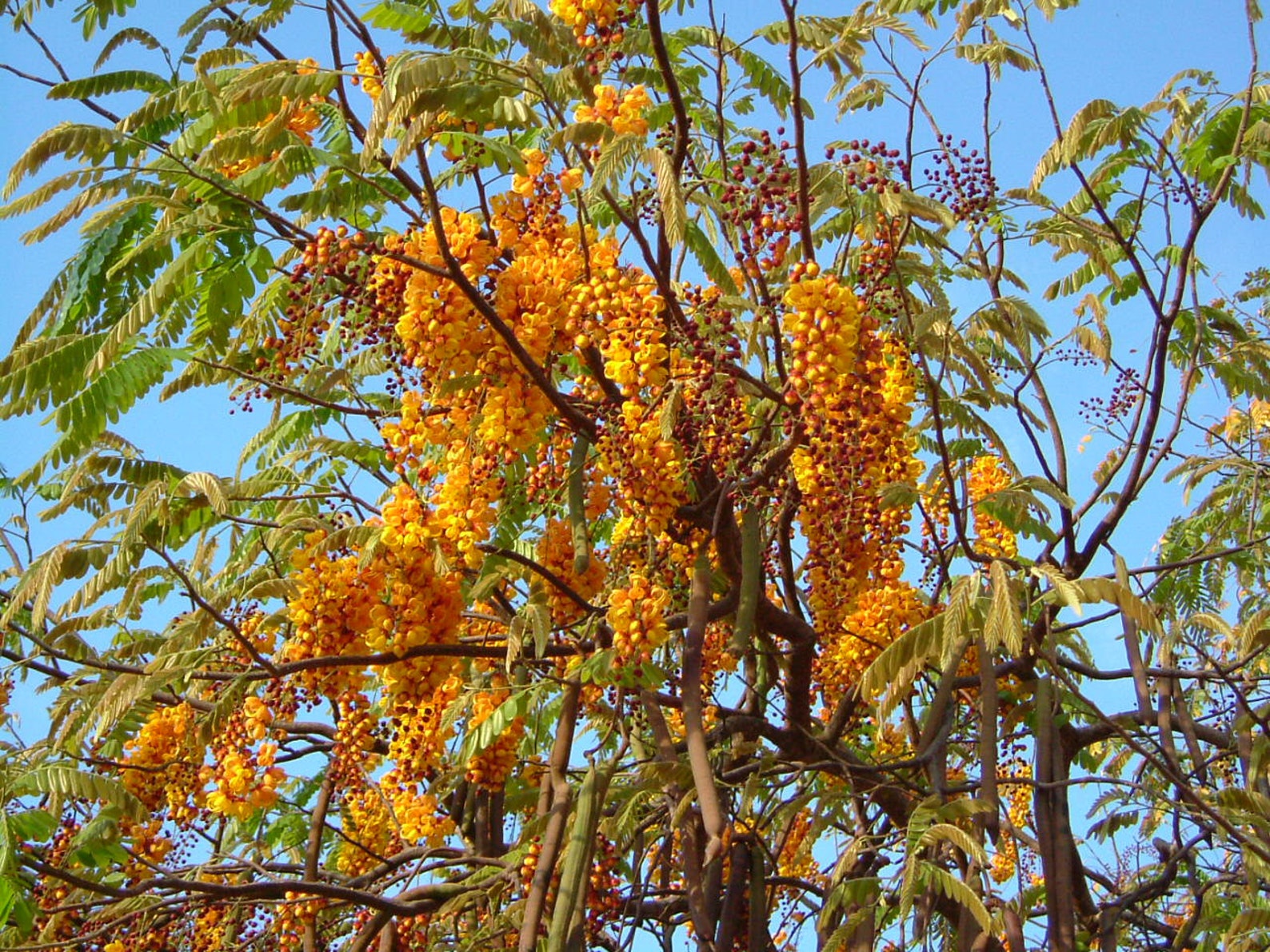 Spectaculaire arbre de douche en bronze ( Cassia moschata ) 5 graines ...