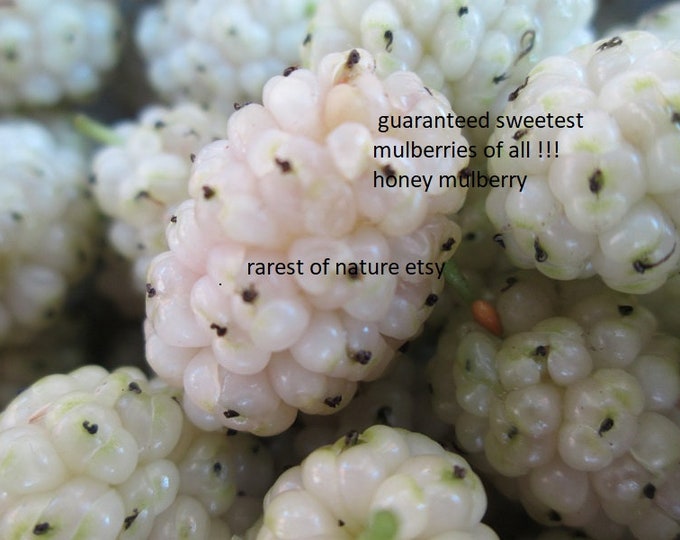 Japan Kurume Kuromitsu Fig > Ficus Carica Sp. Kuromitsu > 15 Fresh ...