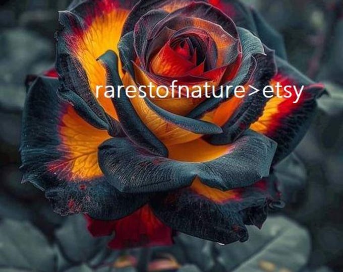 The Pink Koshu Grapes of Japan yamanashi 7 Fresh Seeds , Already ...