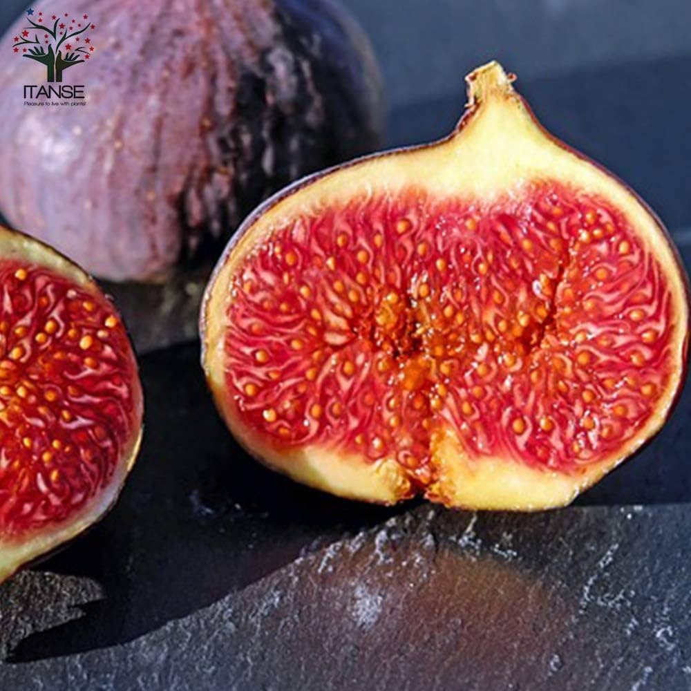 Japan Kurume Kuromitsu Fig > Ficus Carica Sp. Kuromitsu > 15 Fresh ...
