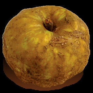 Knobbed Russet APPLE Dense, Balanced, Unique Malus Domestica Variety 3 ...
