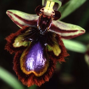 Unique Bee Looking Terrestrial Orchids : Ophrys Vernixia 100 - Etsy