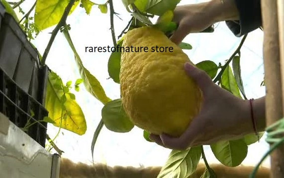 World Largest Lemon Ponderosa Lemon 5 Fresh Seeds | Etsy
