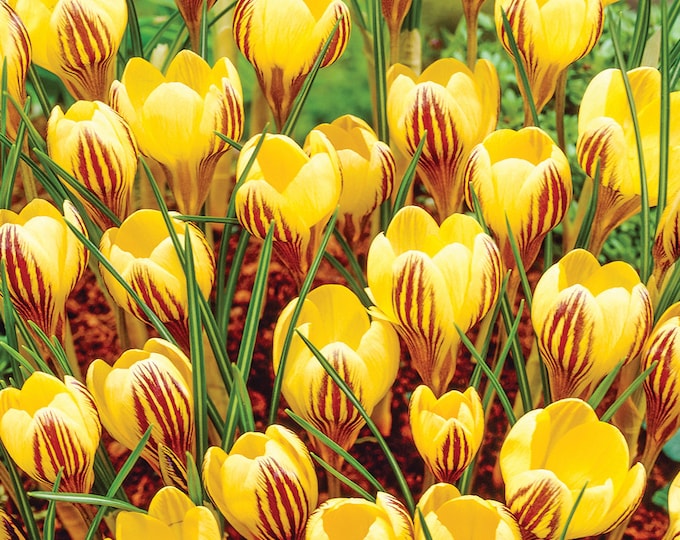 The Pink Koshu Grapes of Japan (yamanashi ) > 7 Fresh Seeds , Already ...