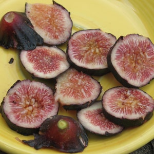 Collection of 10 Rare Fig (ficus Carica) Varieties SEEDS for Planting ...