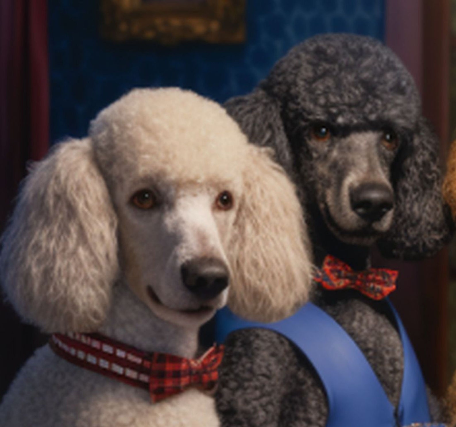 Poodles Playing Poker. Dogs, Cards - Etsy