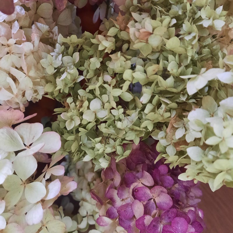 Dried Hydrangea - Etsy
