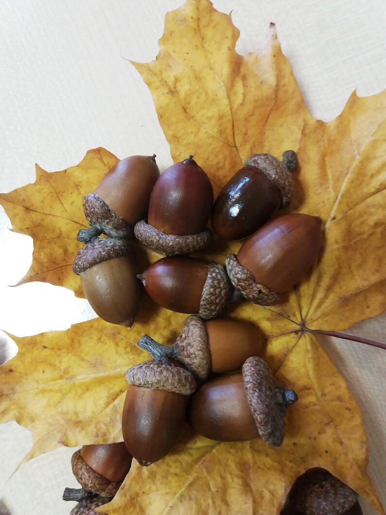 Real Acorns Cups 50 Big Acorns Decoration Natural Acorns From the ...