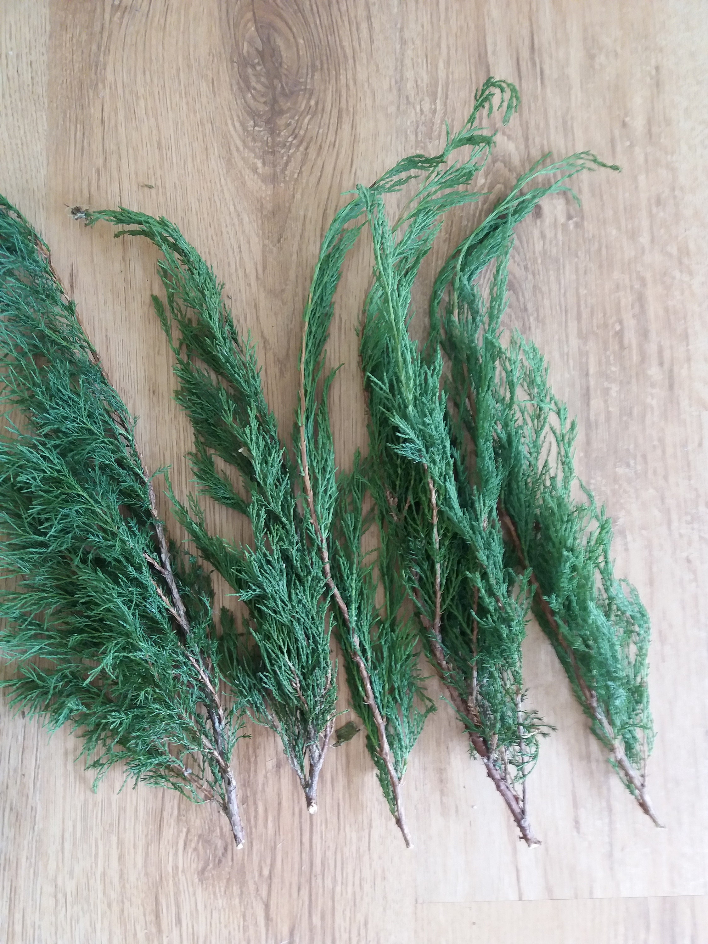 Ramas de cedro verde 10 ramitas de cedro 16 43 cm de | Etsy España